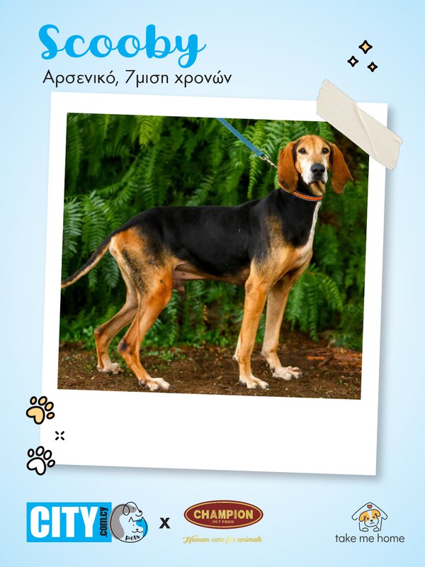 CITY PETS: Ο Lucky, η Raya, o Scooby και o υπέροχος κούνελος Meatball ...
