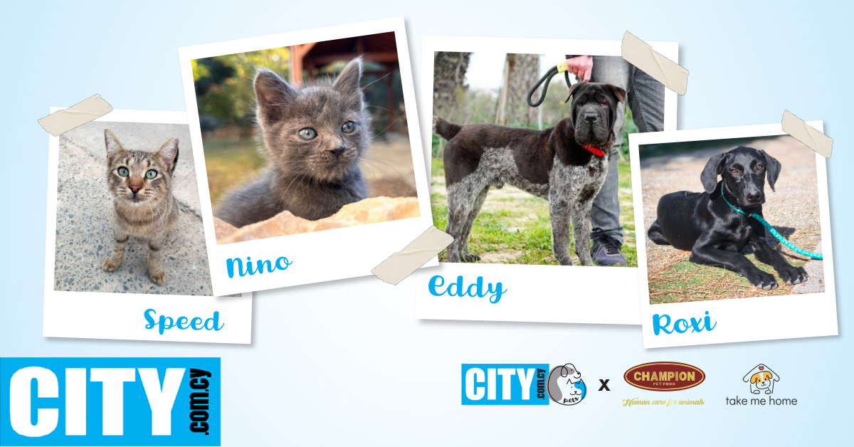 CITY PETS: Ο Speed, ο Nino, ο Eddy και η Roxi περιμένουν να αγαπηθούν ...