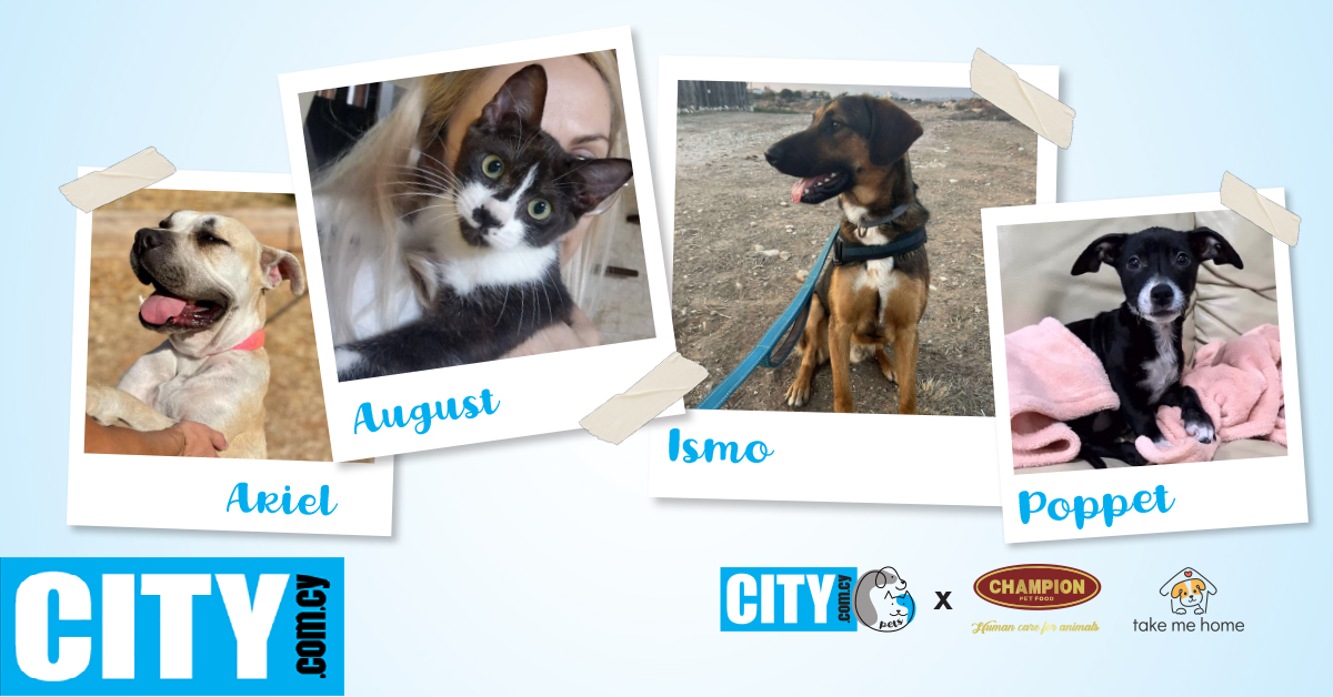 CITY PETS: Η Ariel, ο August, ο Ismo και η Poppet περιμένουν την ...