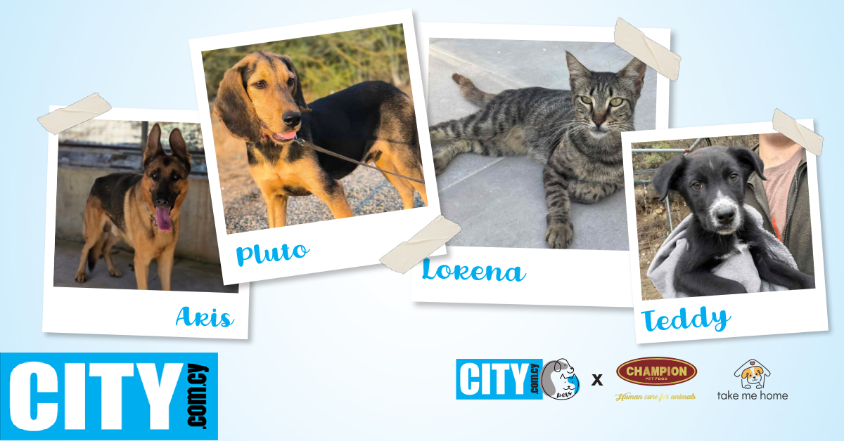 CITY PETS: Η Lorena, o Teddy, ο Pluto και o Aris χρειάζονται μια ...
