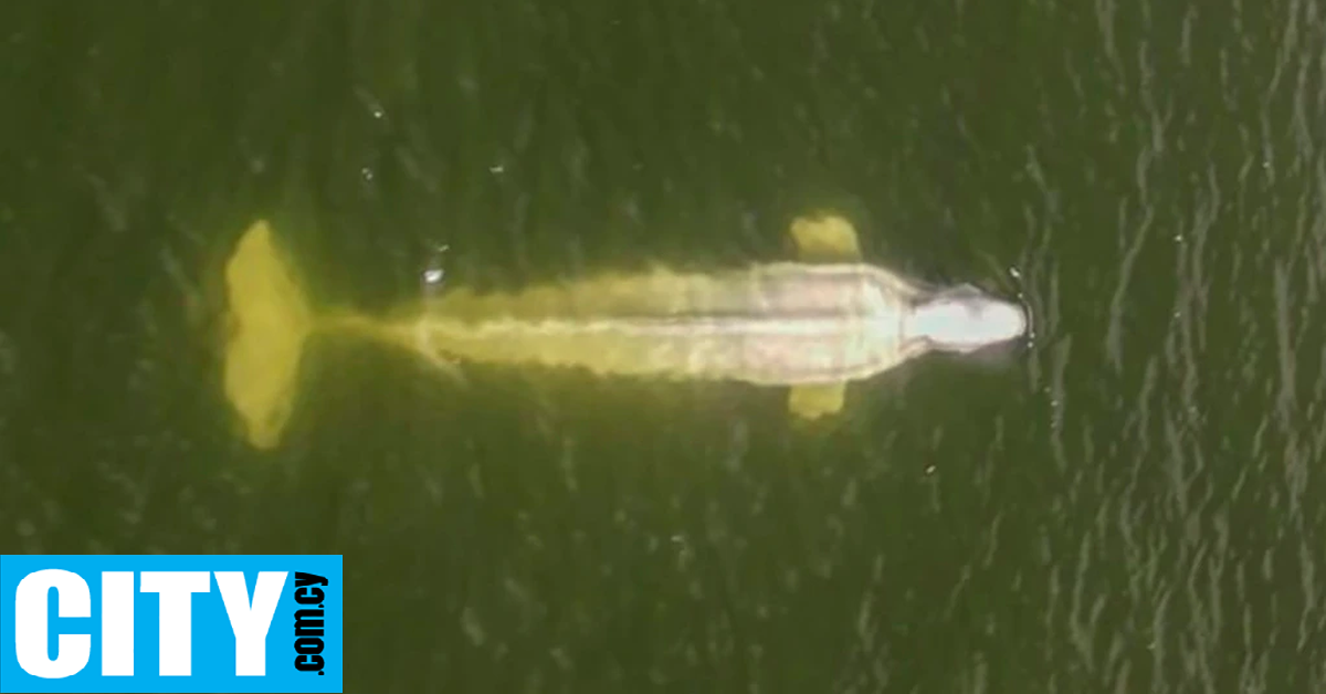 «Νευρική και φοβισμένη» η φάλαινα μπελούγκα που παγιδεύτηκε στον Σηκουάνα