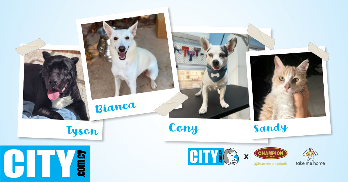 CITY PETS: Ο Cony, η Bianca, η Sandy και ο Tyson ψάχνουν το παντοτινό ...