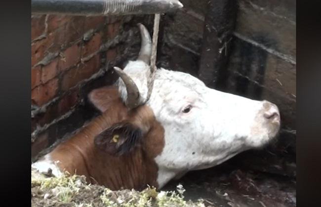 Ένα βίντεο από τη διάσωση μίας αγελάδας που θα σε συγκινήσει