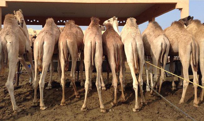 Ξέρεις τι σημαίνει «We have already eaten the camel and now there is ...