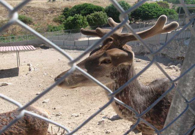 Κλείνει προσωρινά το «Melios Zoo Park»