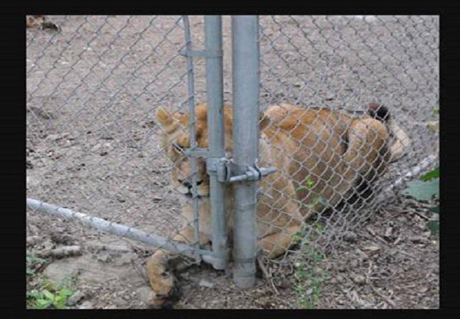 «To Melios Zoo Park εν η παιδεία που θέλετε να δώκετε στα παιθκιά σας»;