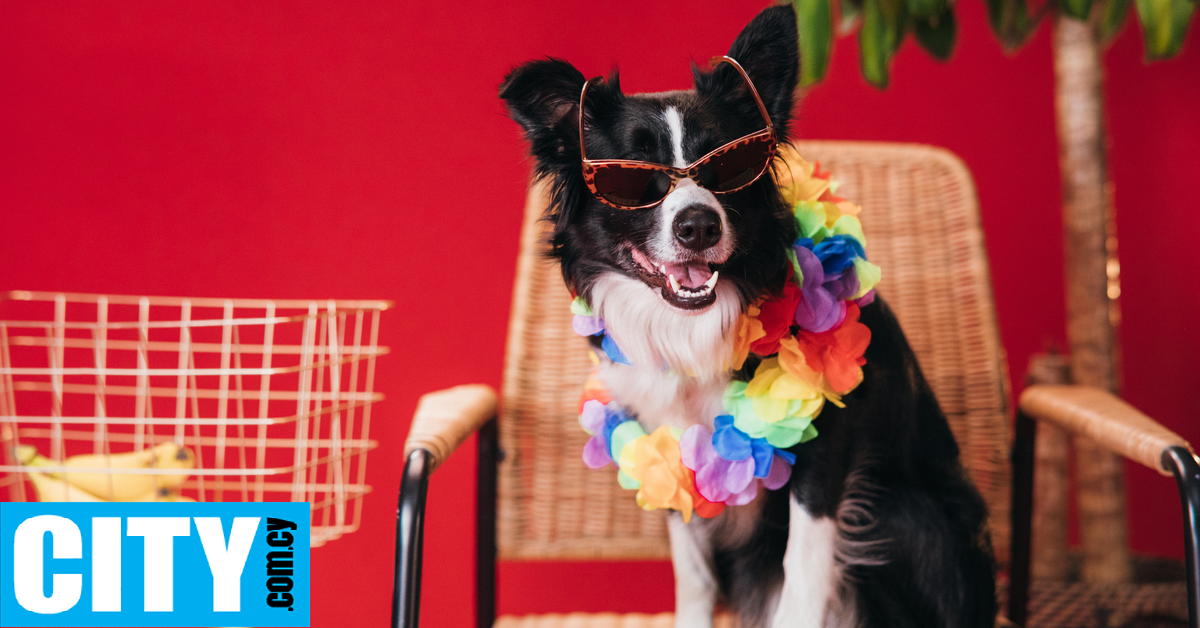 Έχει ο σκύλος σου ό,τι χρειάζεται για να γίνει ένας σωστός influencer;